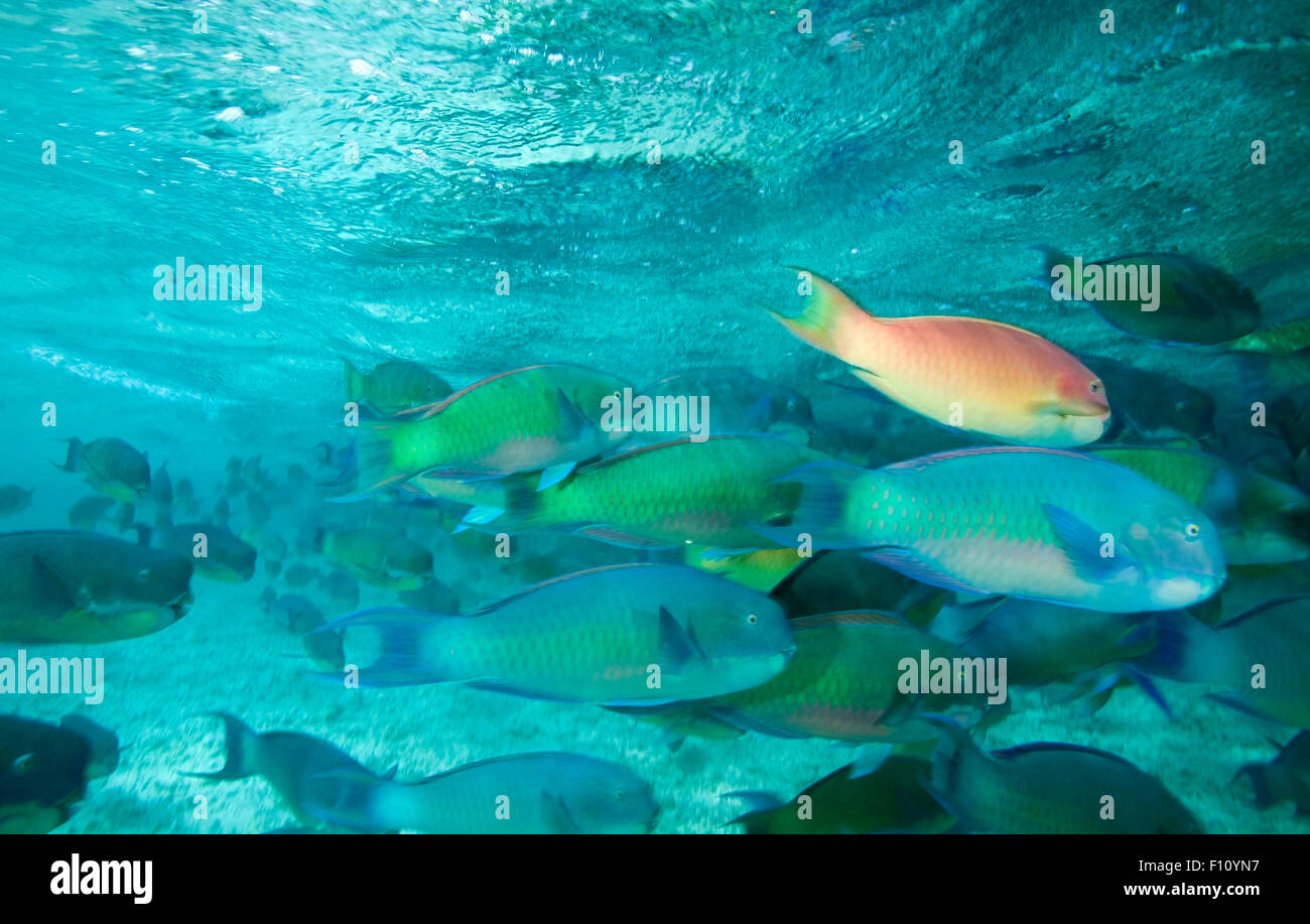 BIG SCHOOL OF PARROTFISH SWIMMING IN CLEAR SHALLOW WATER Stock Photo ...
