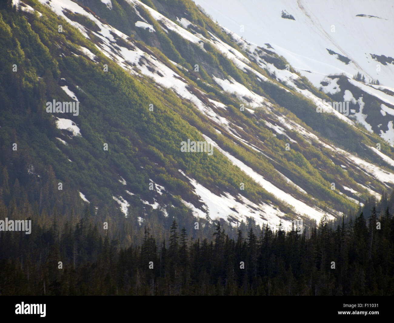 Tongass Forest Alaska Stock Photo - Alamy