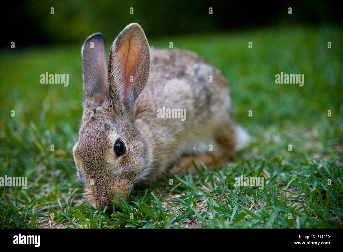 Jackrabbit eating hi-res stock photography and images - Alamy