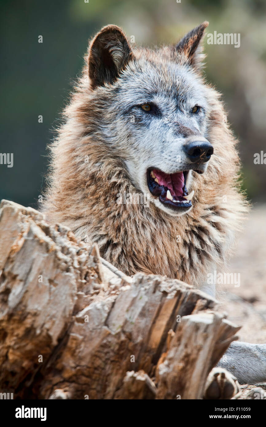 Gray Wolf with its mouth open and a thick fluffy coat staring off into ...