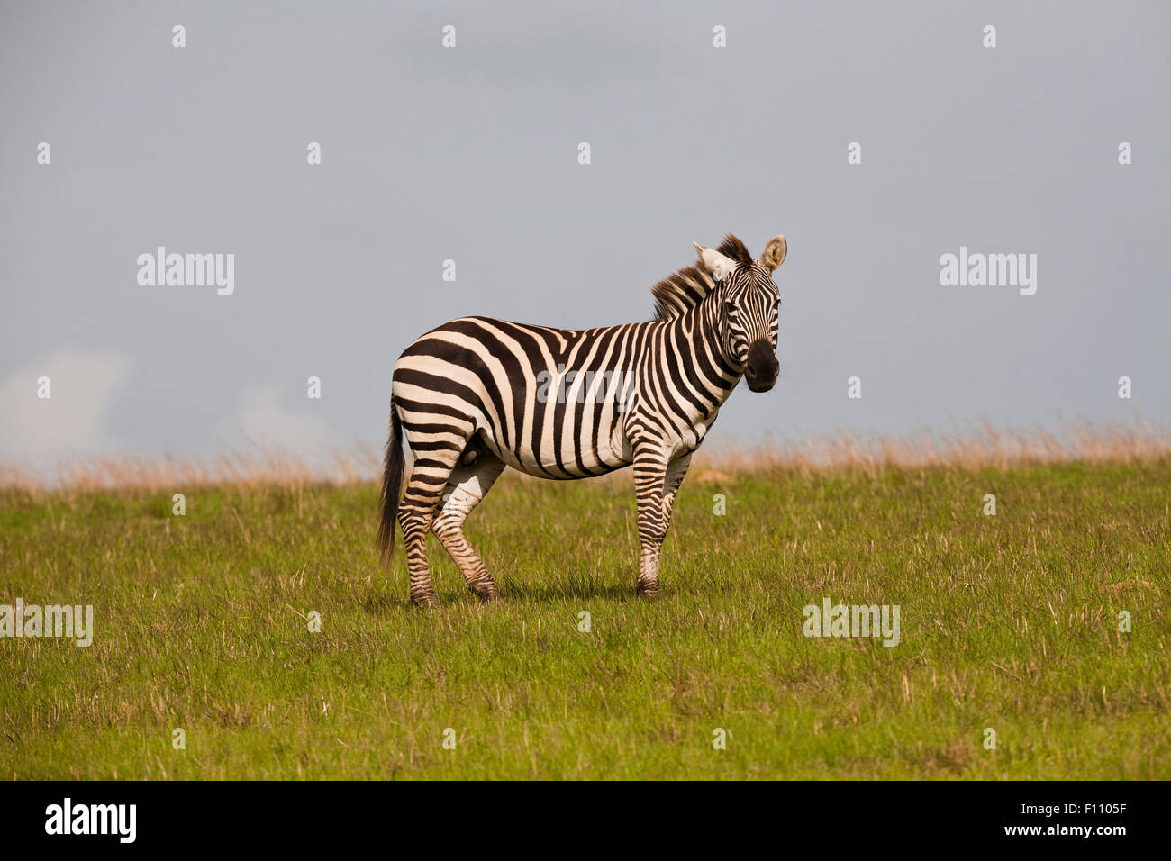 Lone Plains Zebra standing along a hill along the prairie with a soft ...