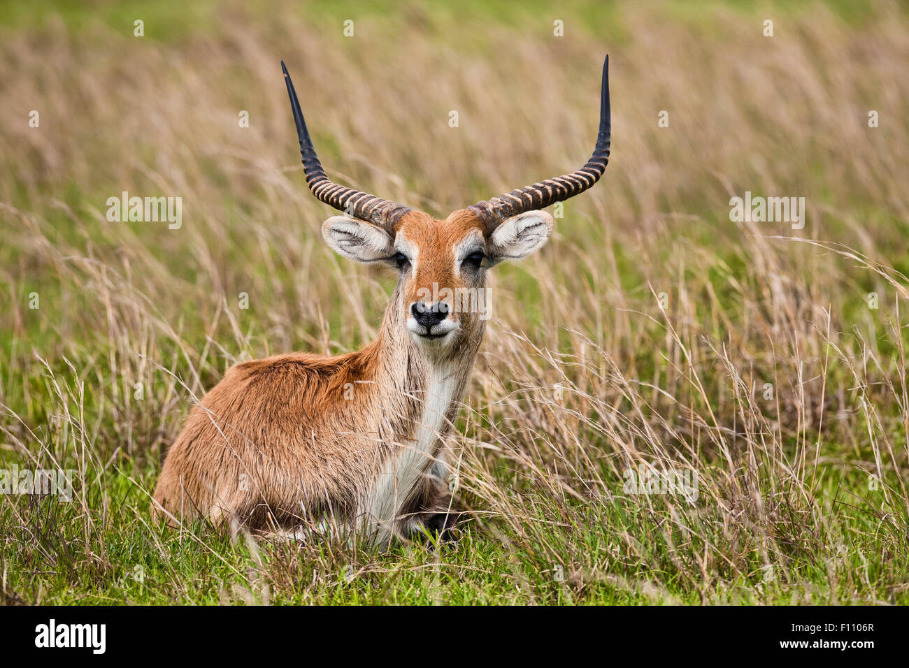 Red Lechwe Male Antelope lying down in tall grasses along the prairie ...