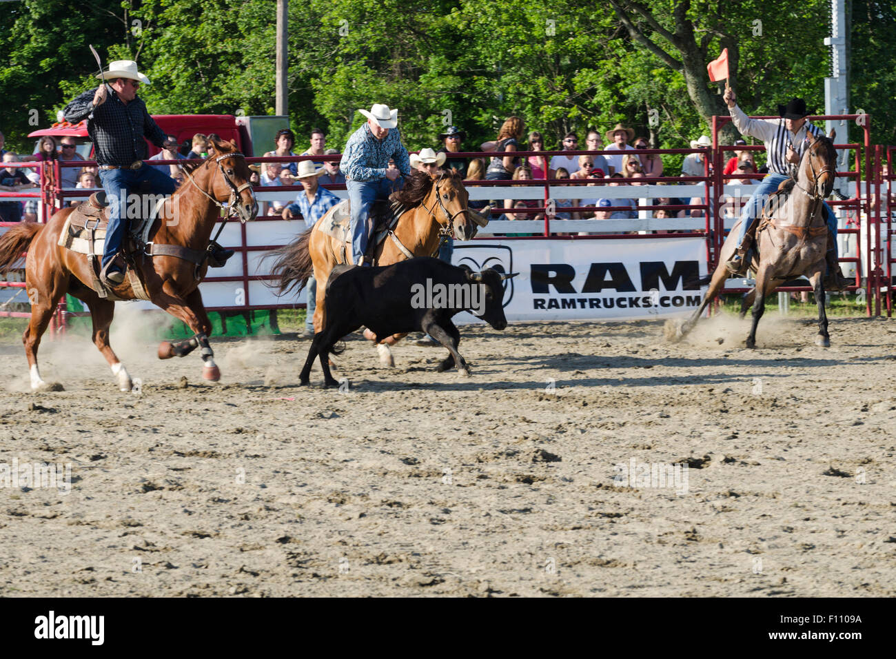 Cowboy lassos a calf while on horseback at Goshen CT Stampede Rodeo ...