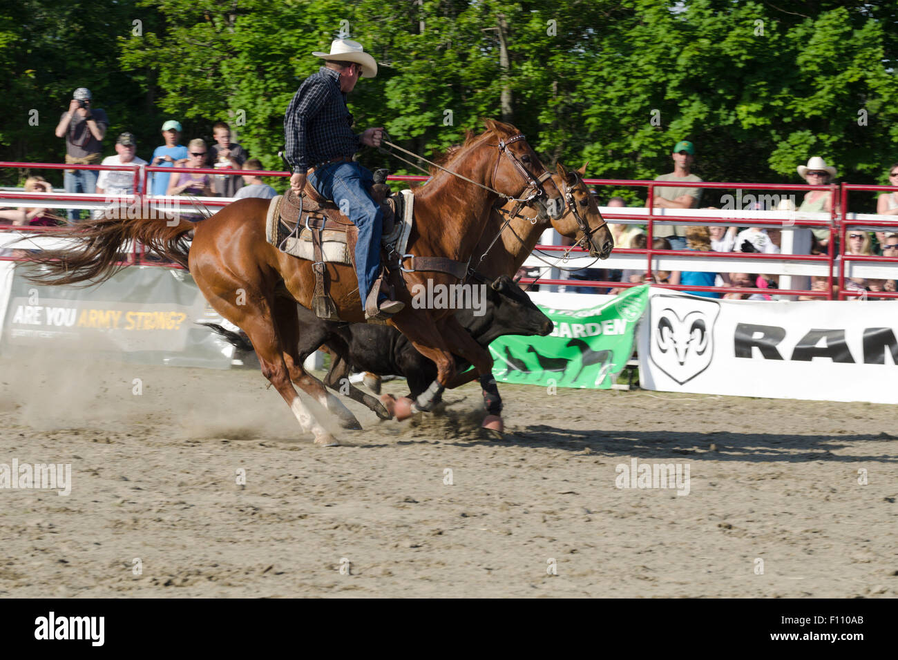 Two cowboys lasso a calf while on horseback at Goshen CT Stampede Rodeo ...