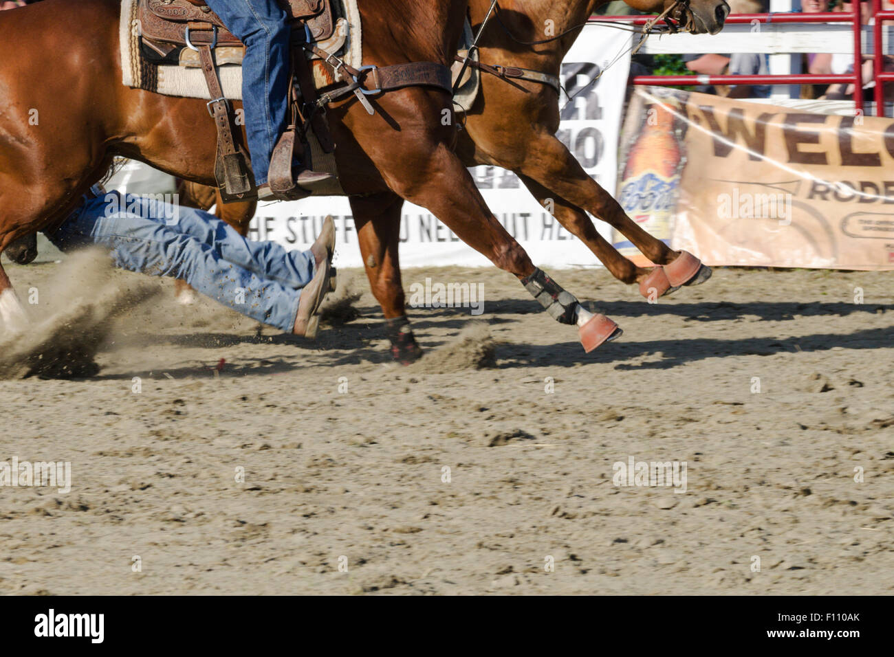 Team calf roping hi-res stock photography and images - Alamy