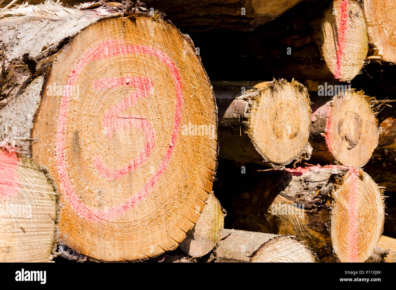 Timber logs hi-res stock photography and images - Alamy