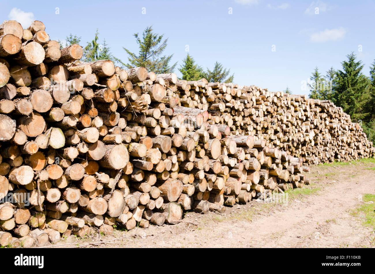 Forestry timber logs Exmoor Devon Stock Photo - Alamy