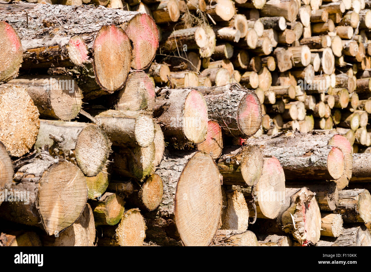 Timber logs hi-res stock photography and images - Alamy