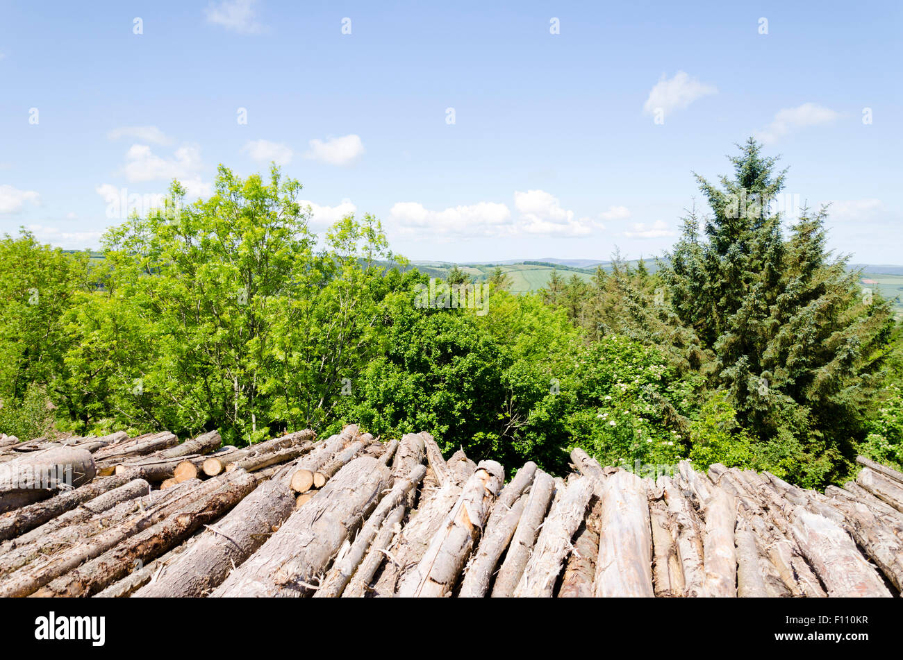 Forestry timber logs Exmoor Devon Stock Photo - Alamy