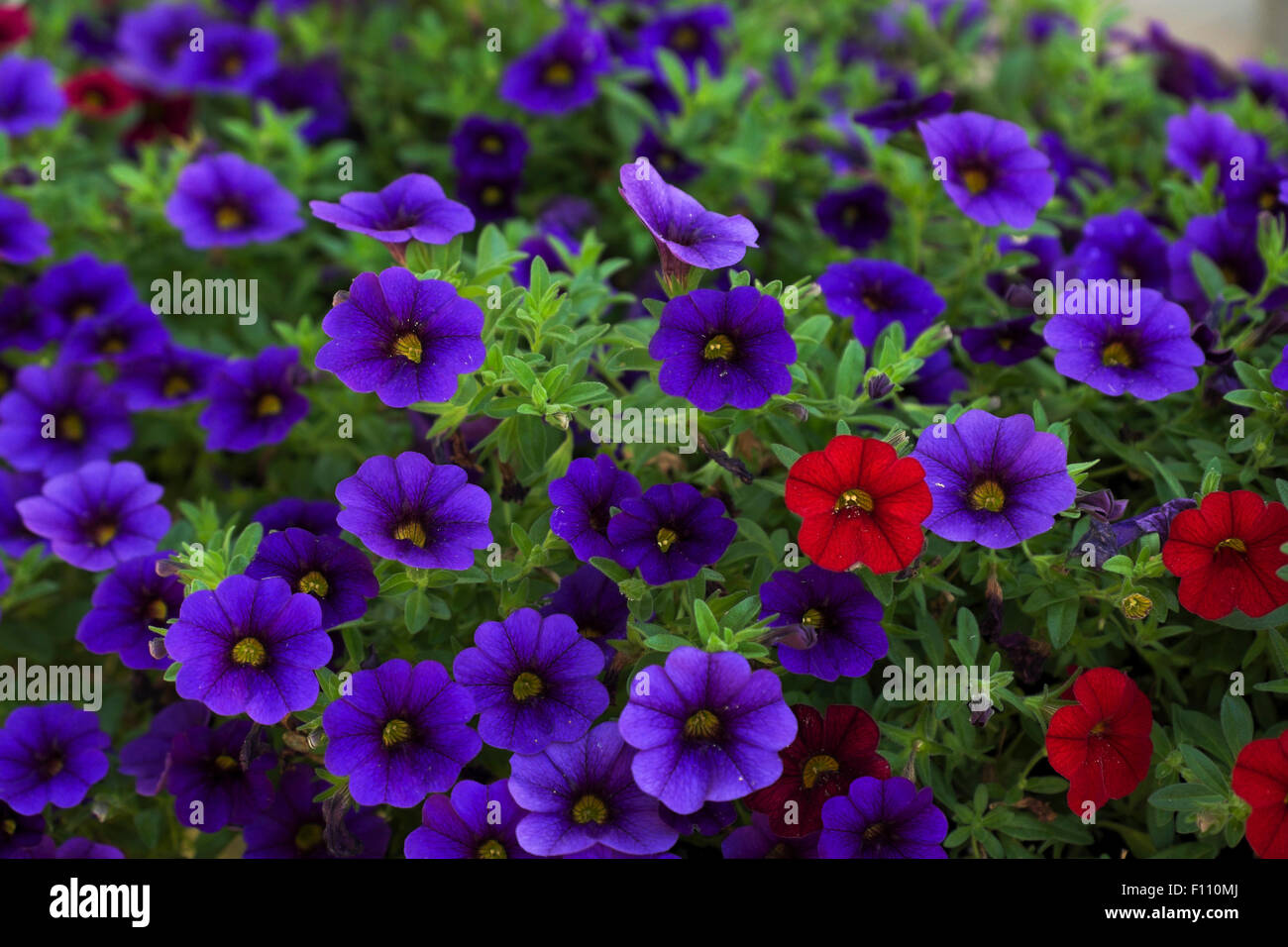 Calibrachoa blossoms in a window box Stock Photo - Alamy