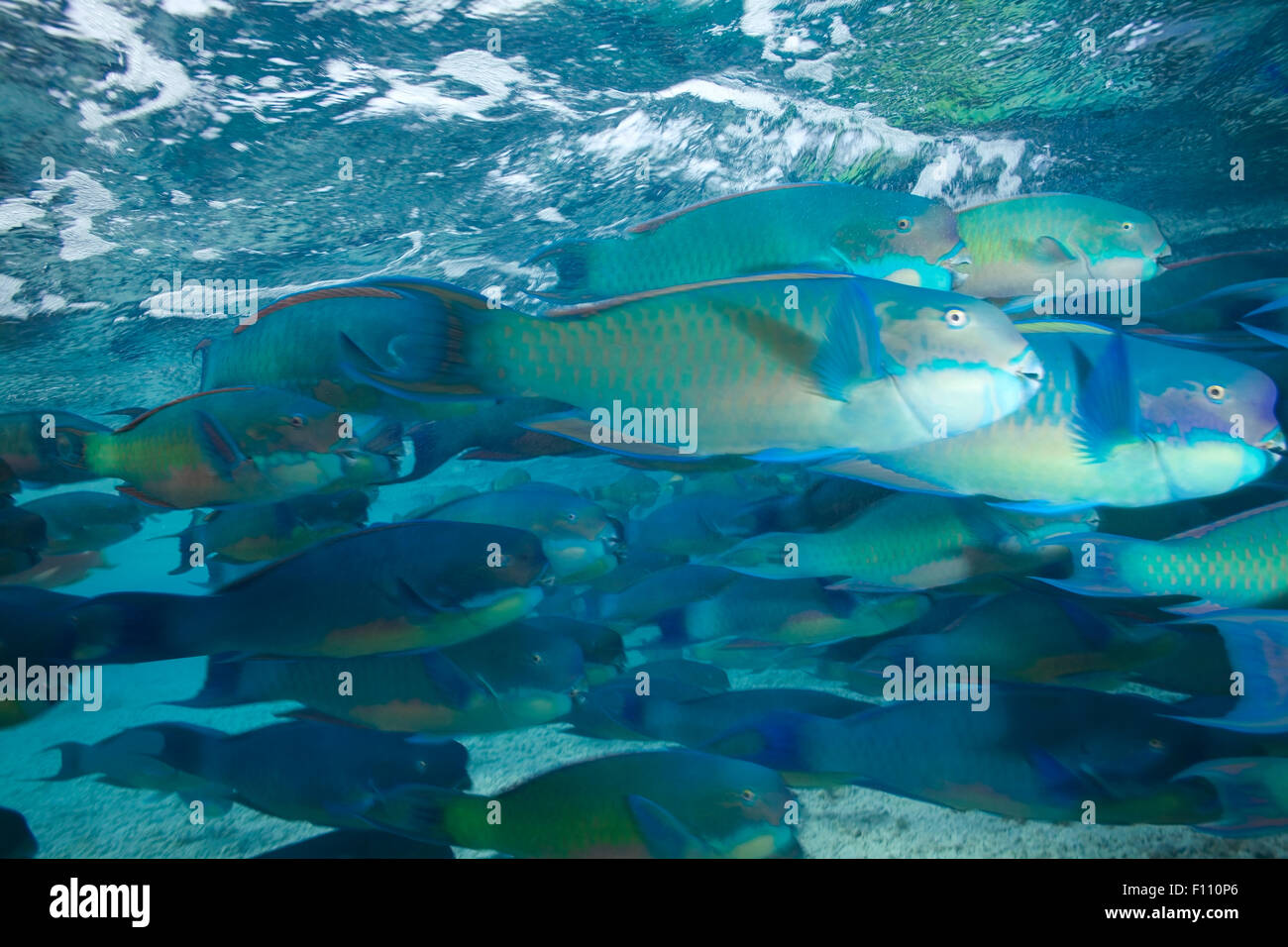 BIG SCHOOL OF PARROTFISH SWIMMING IN CLEAR SHALLOW WATER Stock Photo ...