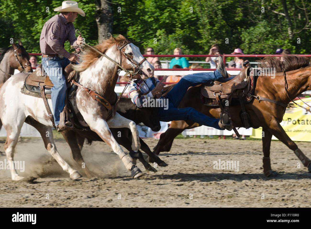 Two cowboys lasso a calf while on horseback at Goshen CT Stampede Rodeo ...