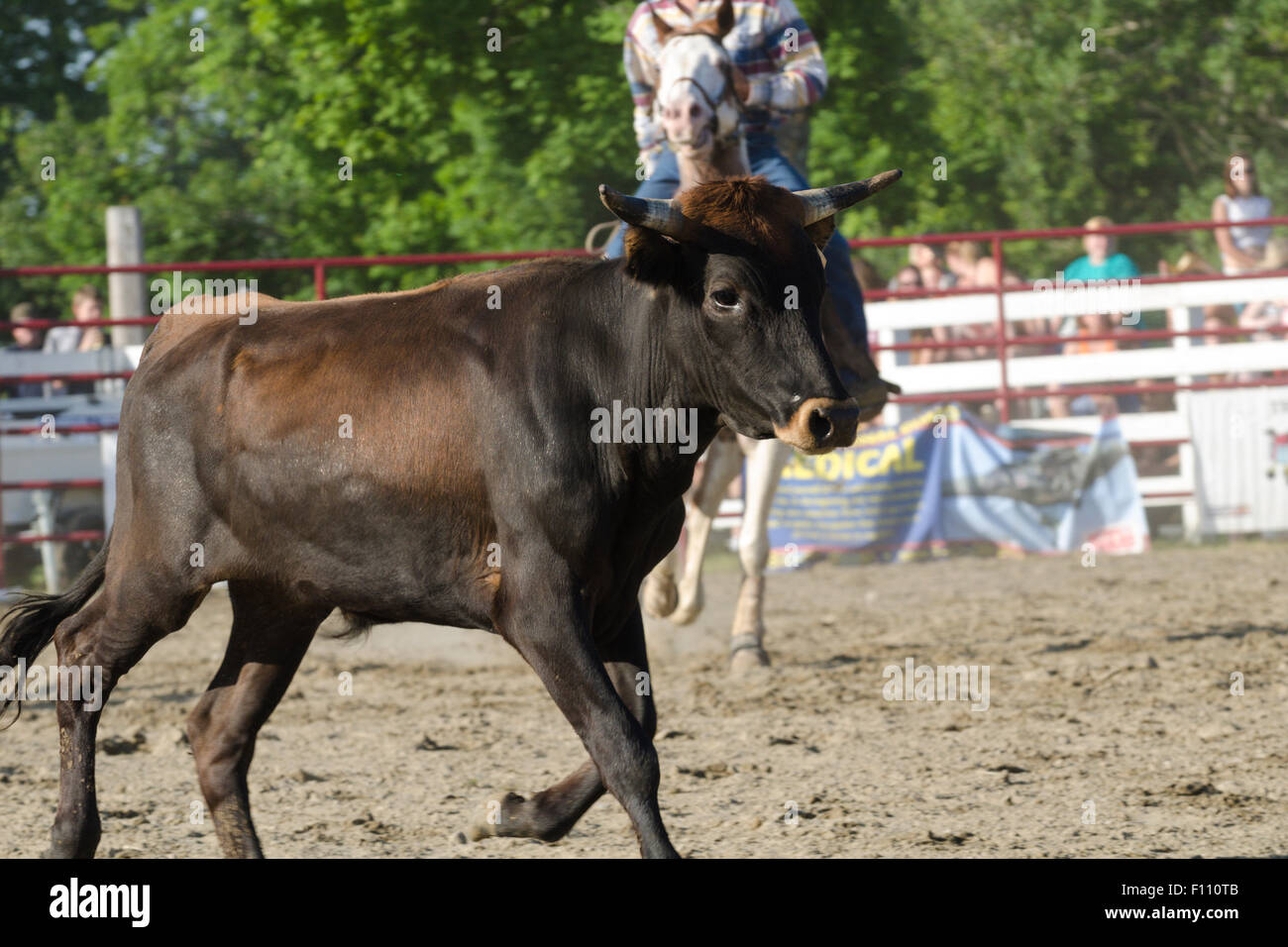 Bull dust hi-res stock photography and images - Alamy