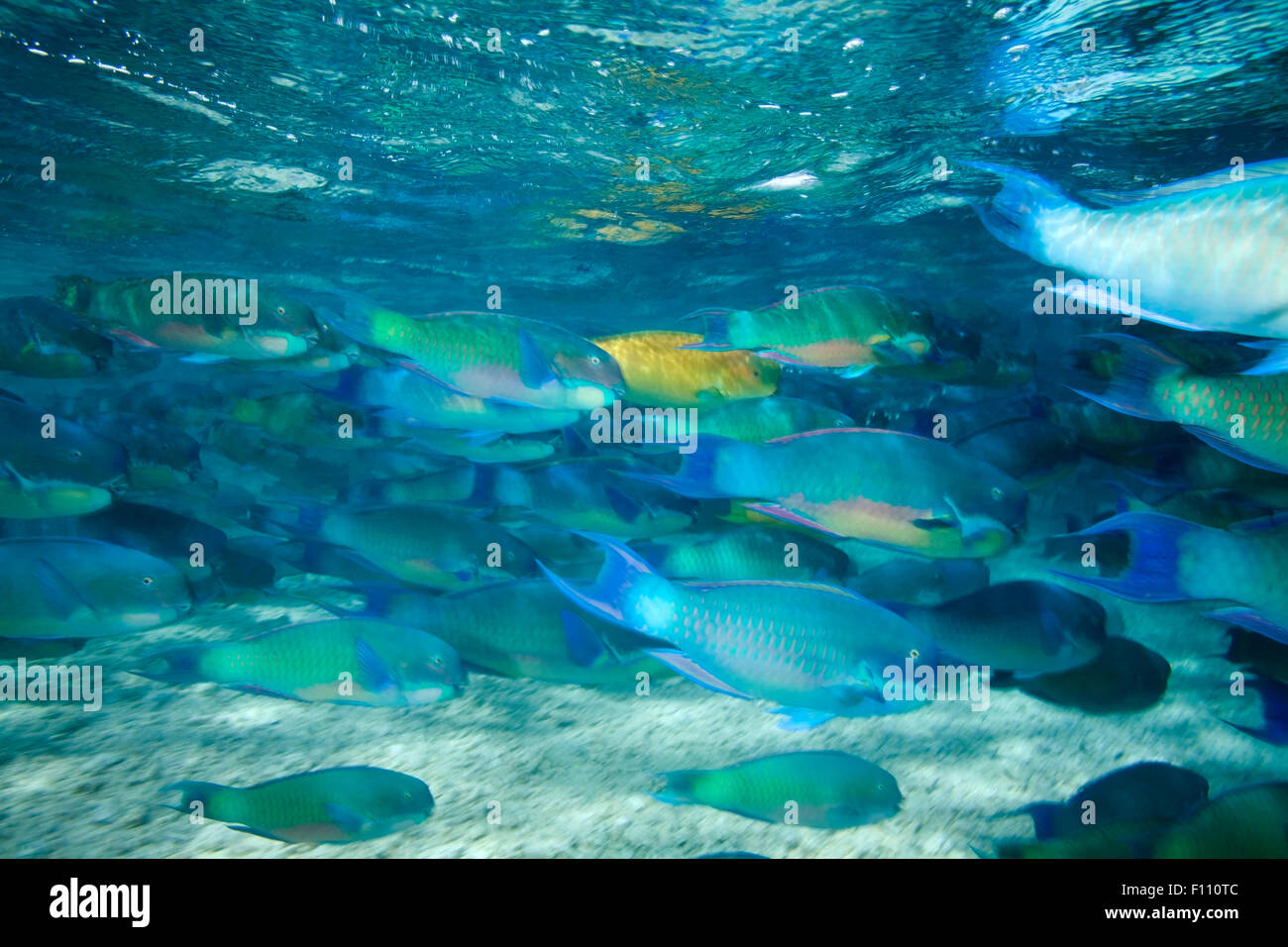 BIG SCHOOL OF PARROTFISH SWIMMING IN CLEAR SHALLOW WATER Stock Photo ...