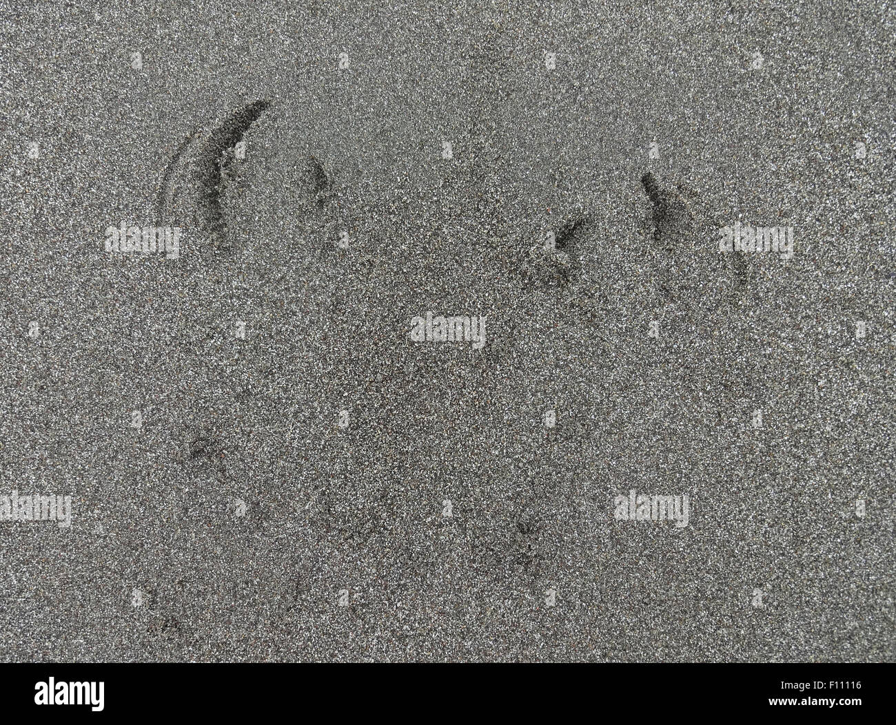 A pair of Pacific Loon tracks in sand Stock Photo - Alamy