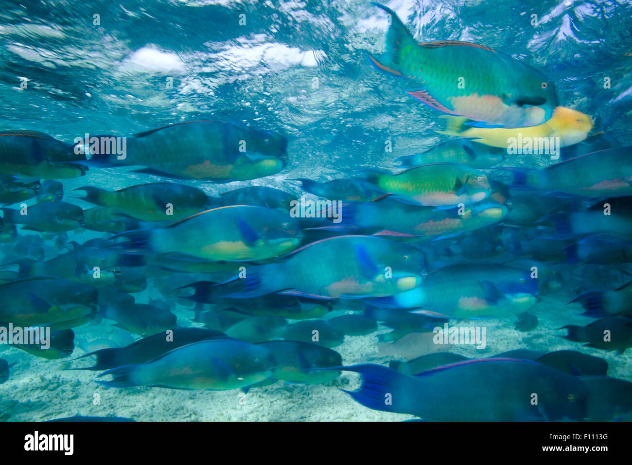 BIG SCHOOL OF PARROTFISH SWIMMING IN CLEAR SHALLOW WATER Stock Photo ...