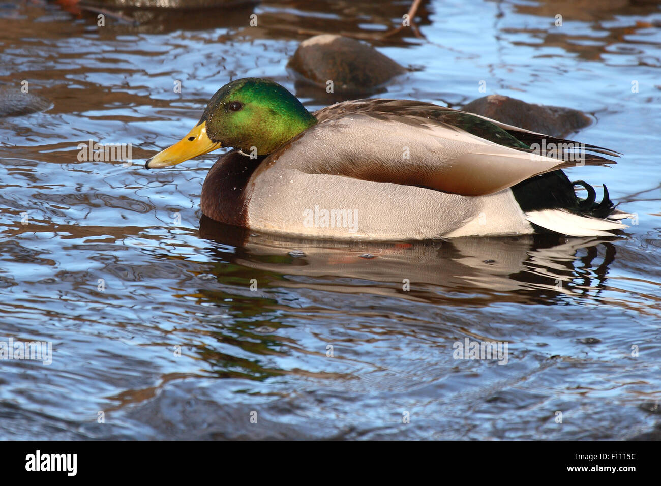 Hunched bird hi-res stock photography and images - Alamy