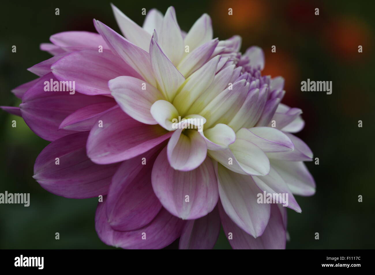 Colorful Dahlia Garden Stock Photo - Alamy