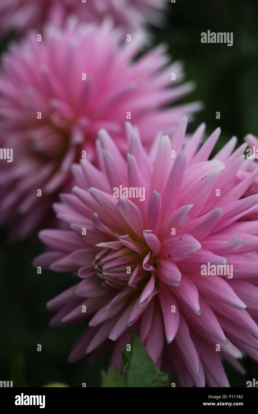 Colorful Dahlia Garden Stock Photo - Alamy