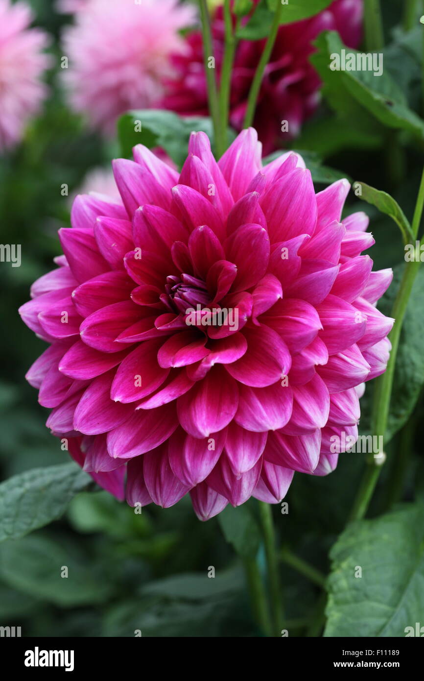 Colorful Dahlia Garden Stock Photo - Alamy