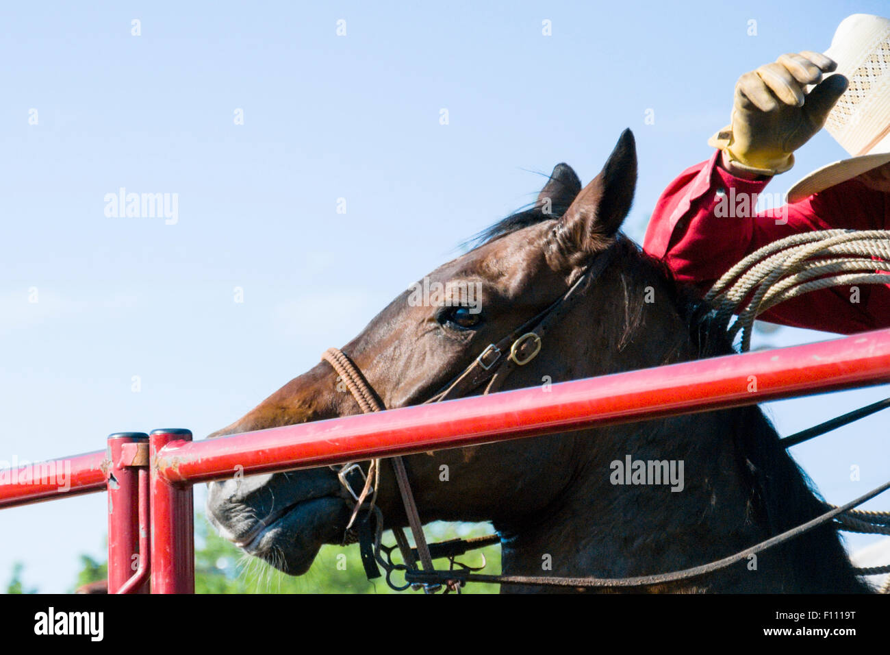 Horse and rider at Goshen Stampede Rodeo Stock Photo - Alamy