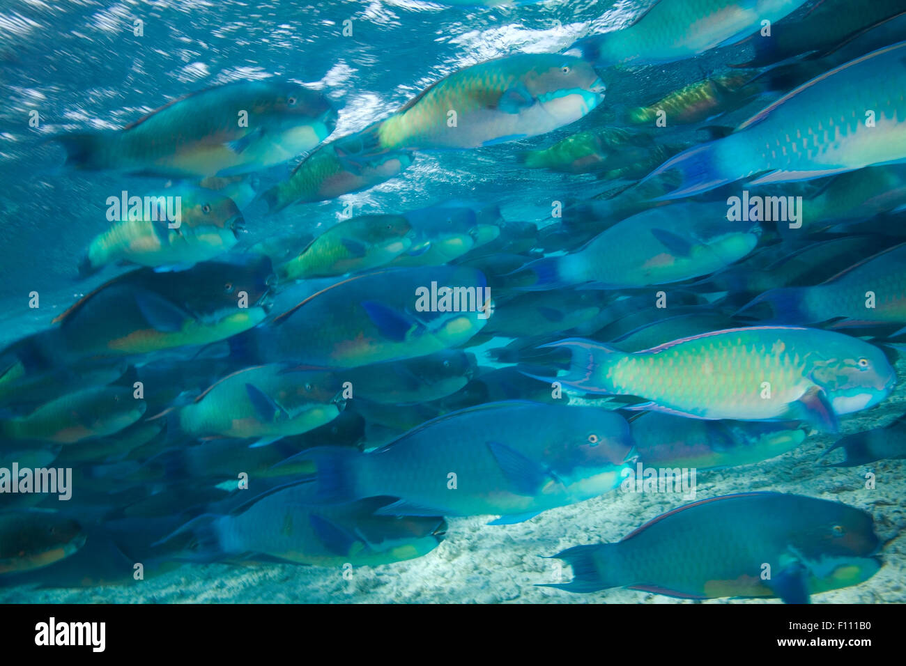 BIG SCHOOL OF PARROTFISH SWIMMING IN CLEAR SHALLOW WATER Stock Photo ...