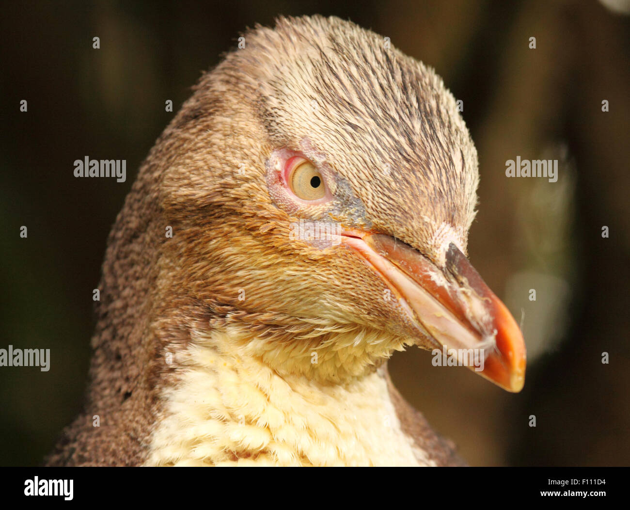 A Yellow-eyed Penguin showing mild signs of the molt Stock Photo - Alamy