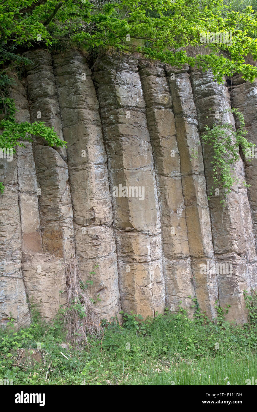Organ pipe basalt columns of rock Buhren Germany Stock Photo - Alamy