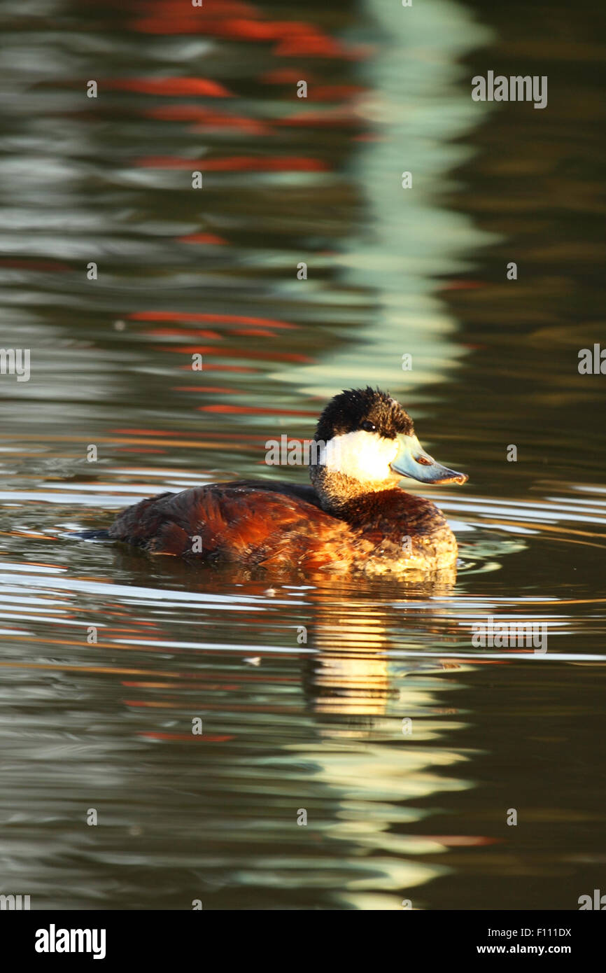 A male Ruddy Duck with a bill matching a stripe of color in the water ...