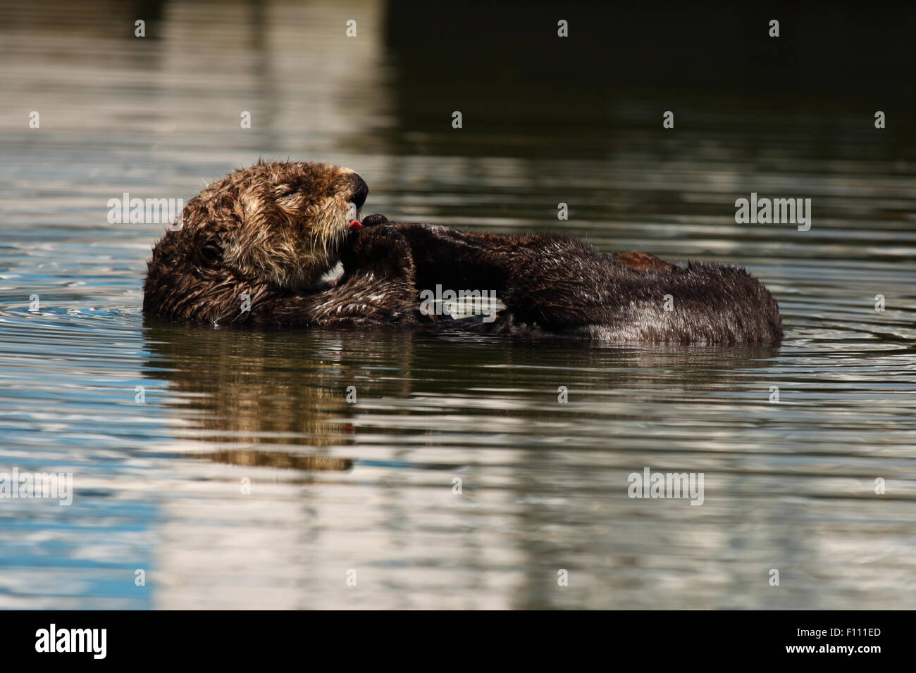 A Sea Otter using its tongue to clean its toes Stock Photo - Alamy