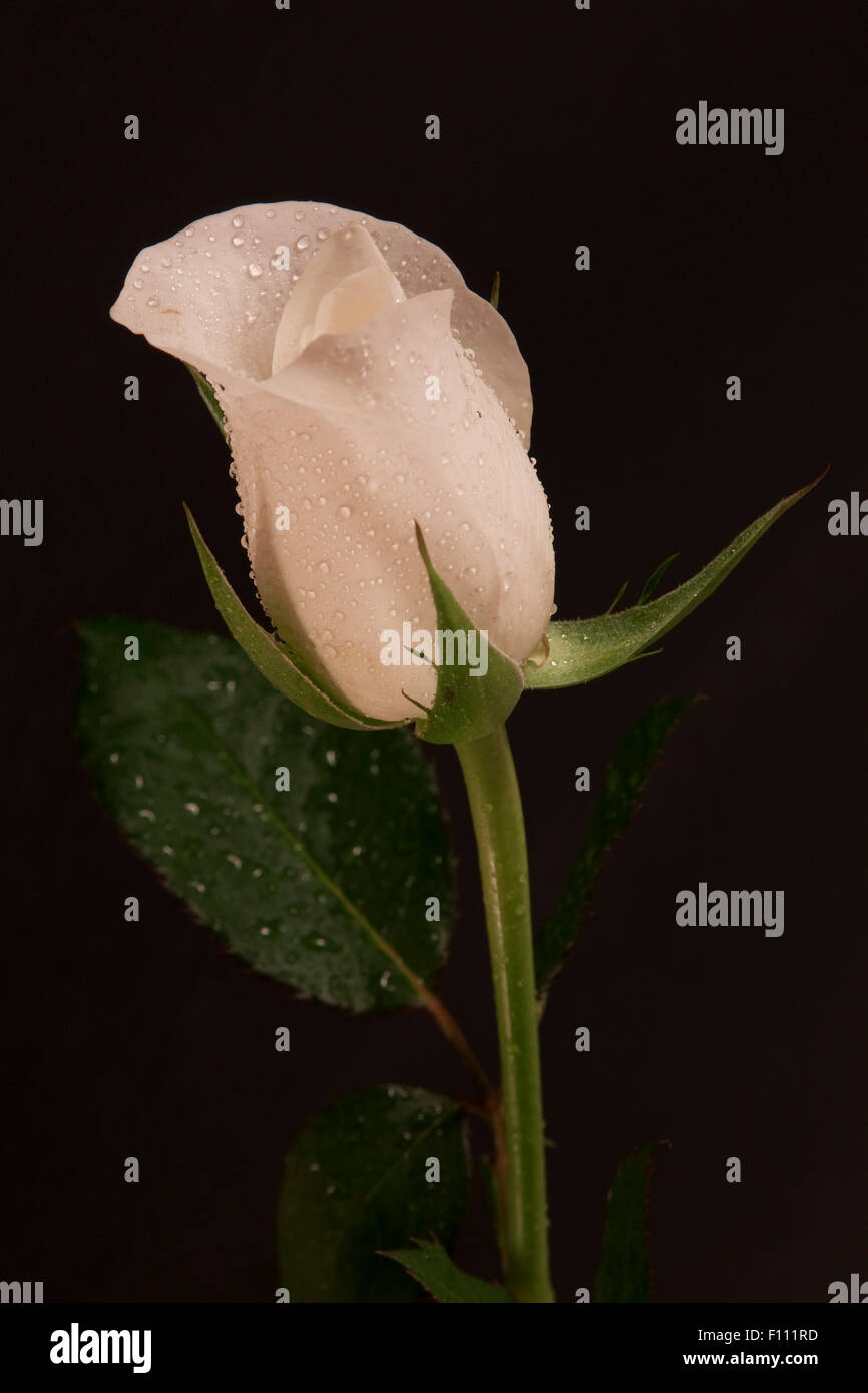 Single White Rose. A single white rose pictured on a black background ...