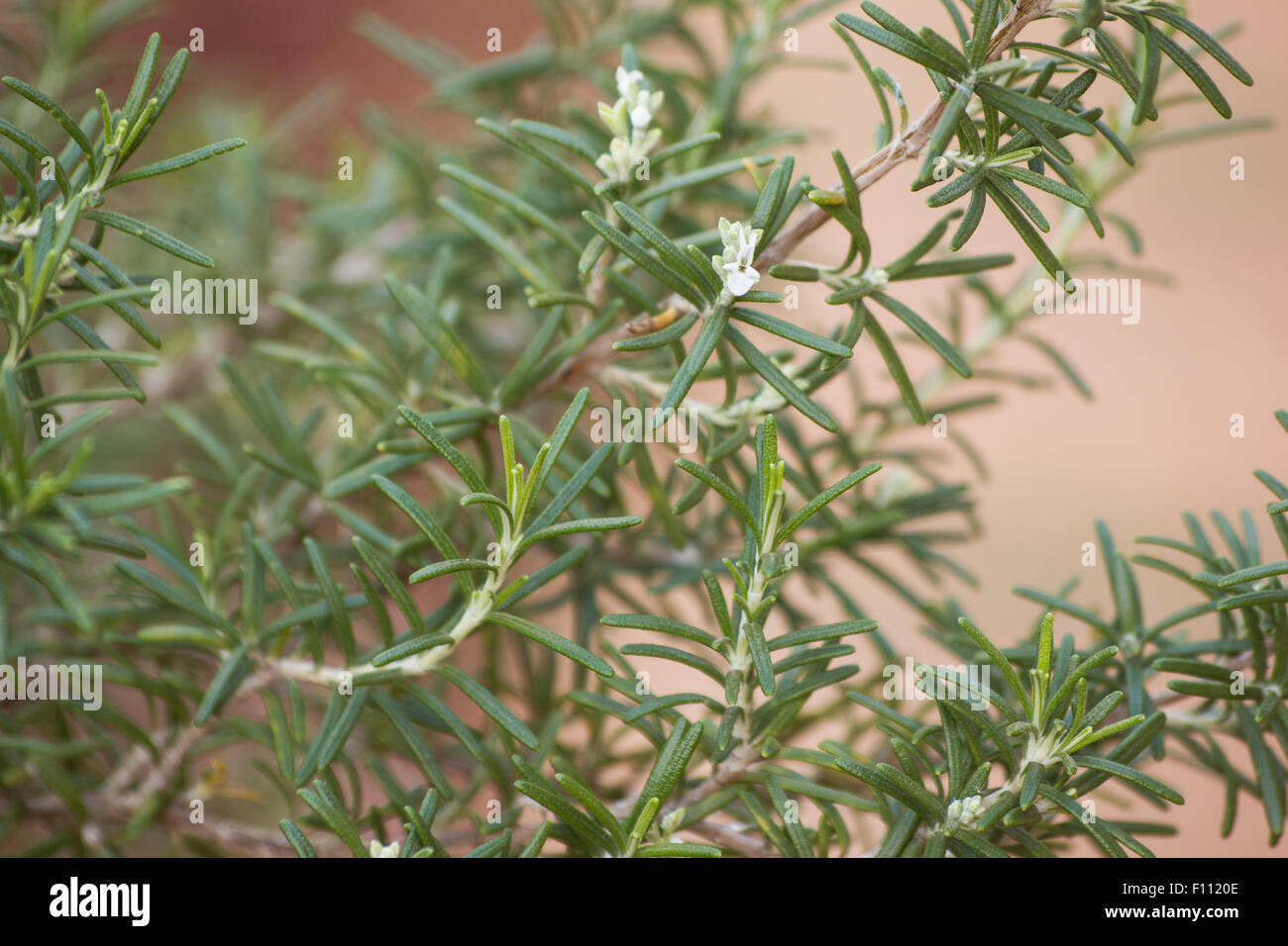 Rosemary plant (Rosmarin officinalis) in a garden Stock Photo - Alamy