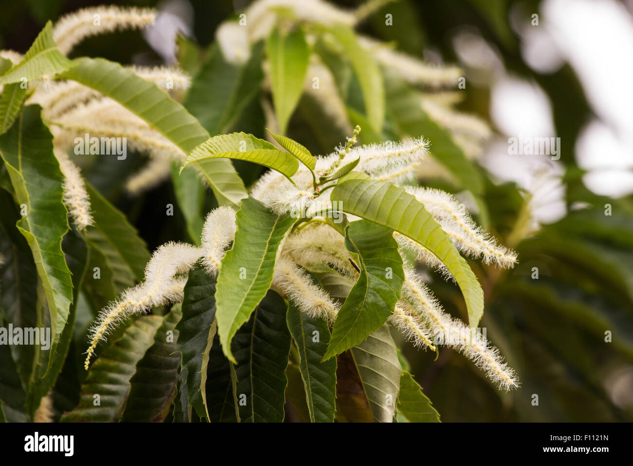 Castanea sativa (Sweet chestnut) tree in bloom Stock Photo - Alamy