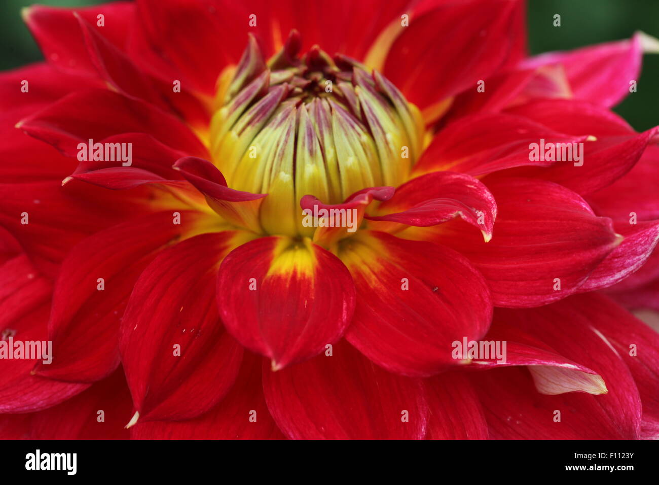 Colorful Dahlia Garden Stock Photo - Alamy