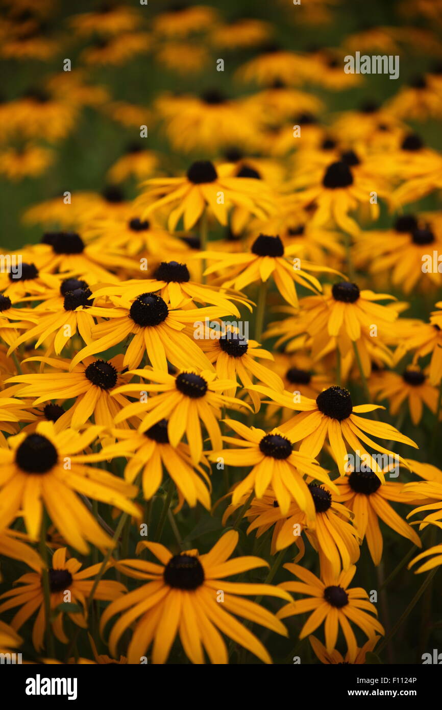 Coloful garden of black eyed susan daisy flowers in bloom Stock Photo ...