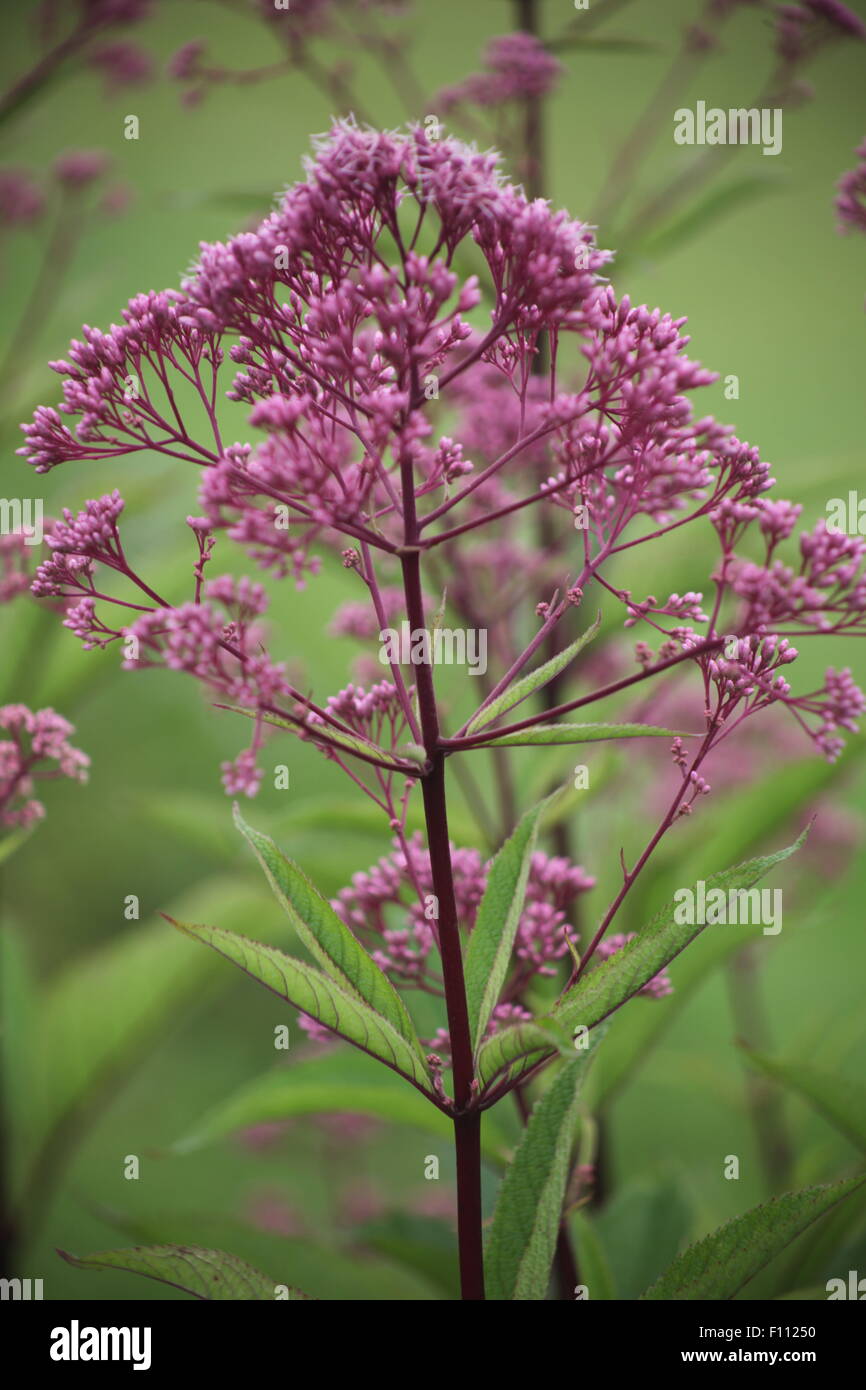 Purple growth hi-res stock photography and images - Alamy