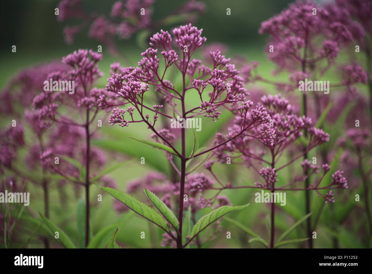 Purple flowers hi-res stock photography and images - Alamy