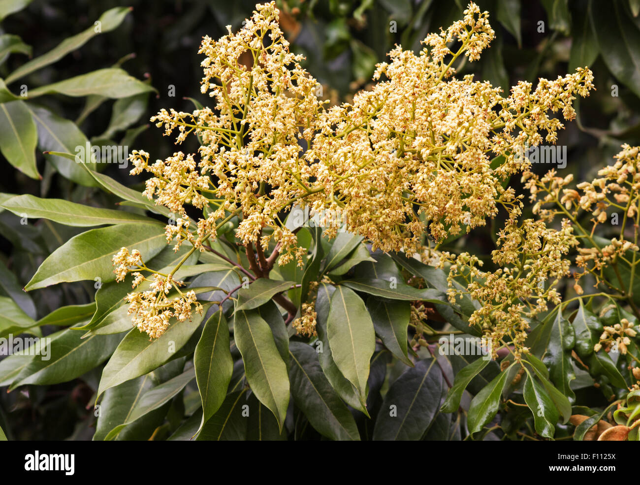 Lychee (Litchi chinensis) tree in bloom Stock Photo - Alamy