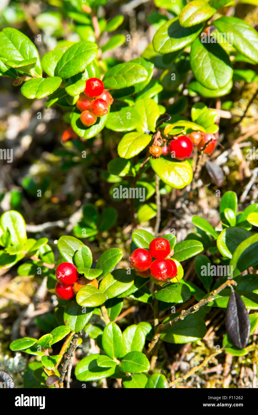 Mountain cranberries (Vaccinium vitis-idaea Stock Photo - Alamy