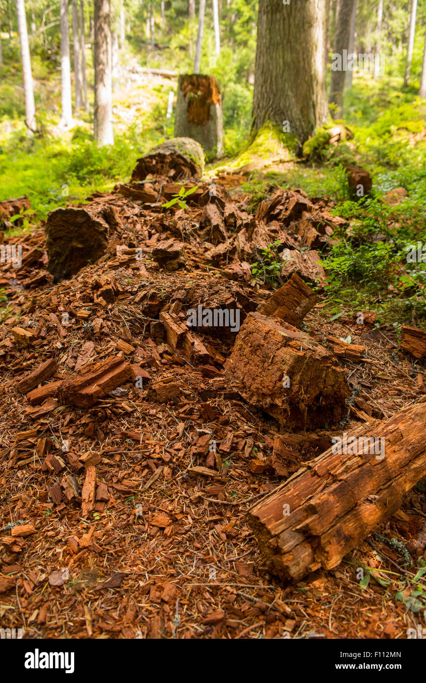 Fallen rotting tree trunk hi-res stock photography and images - Alamy