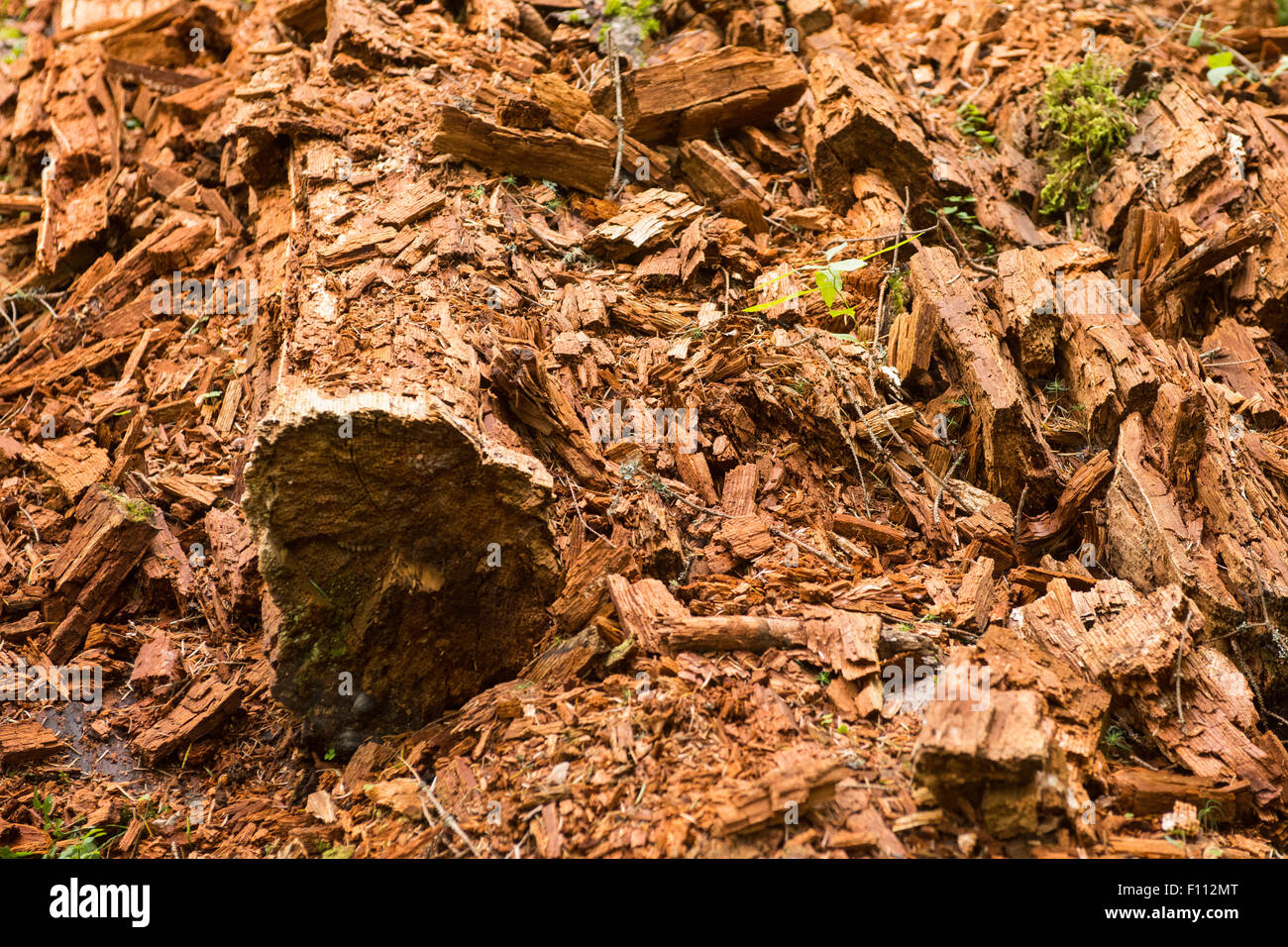 Rotting tree. A fallen tree trunk decomposes on forest floor, rotting ...