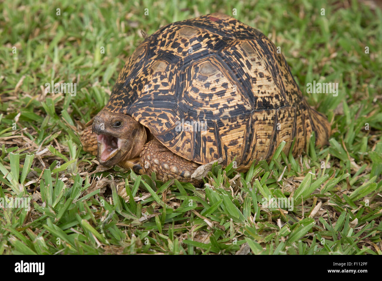 Tortoise Mouth Open High Resolution Stock Photography and Images - Alamy