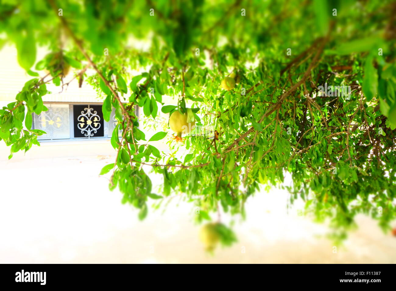Pomegranate tree in the garden Stock Photo - Alamy