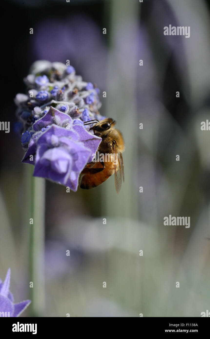 Honey bee feeding on pollen of lavender flower Stock Photo - Alamy