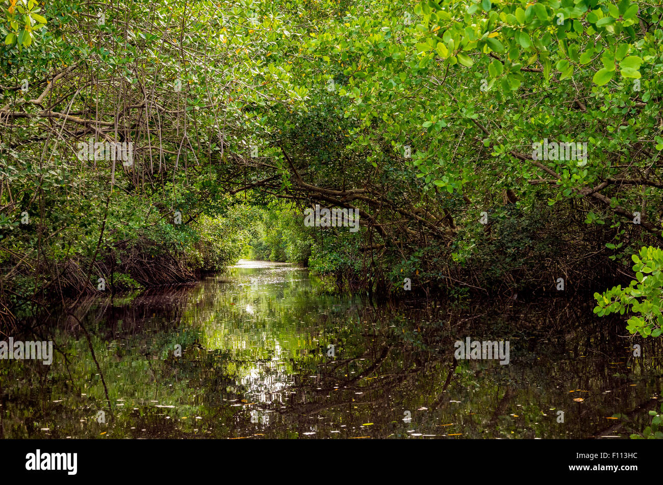 The Caroni Swamp is a designated wildlife sanctuary located at the ...