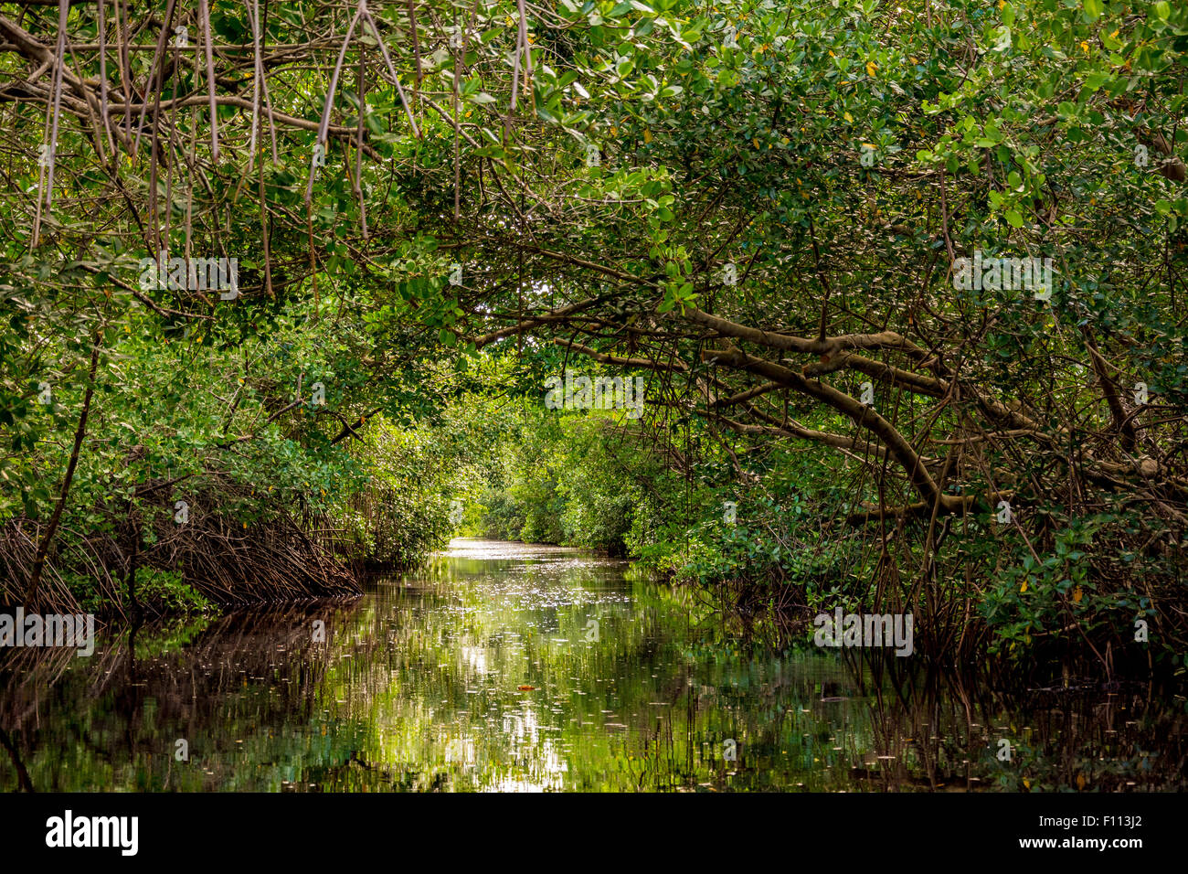 The Caroni Swamp is a designated wildlife sanctuary located at the ...