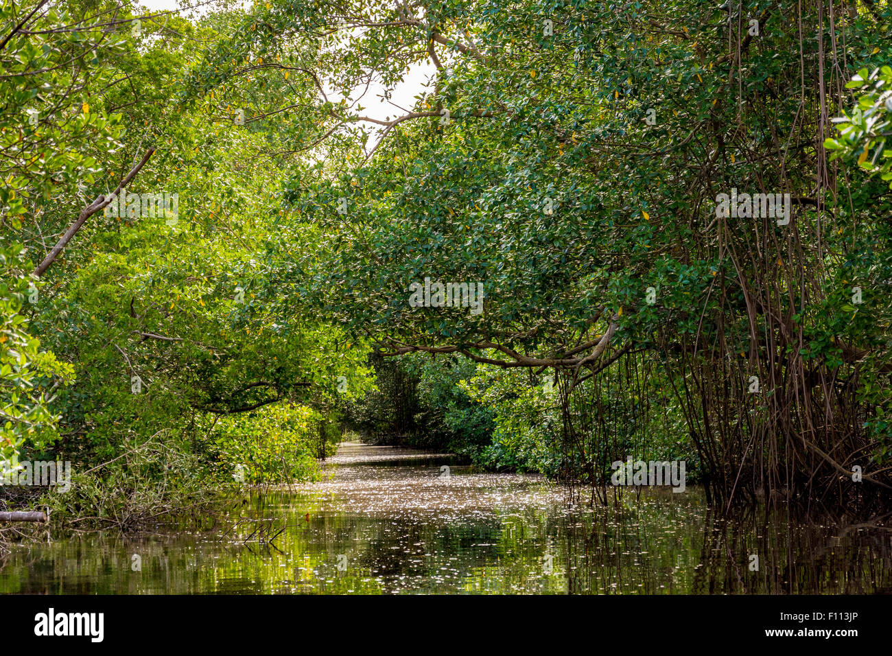 The Caroni Swamp is a designated wildlife sanctuary located at the ...