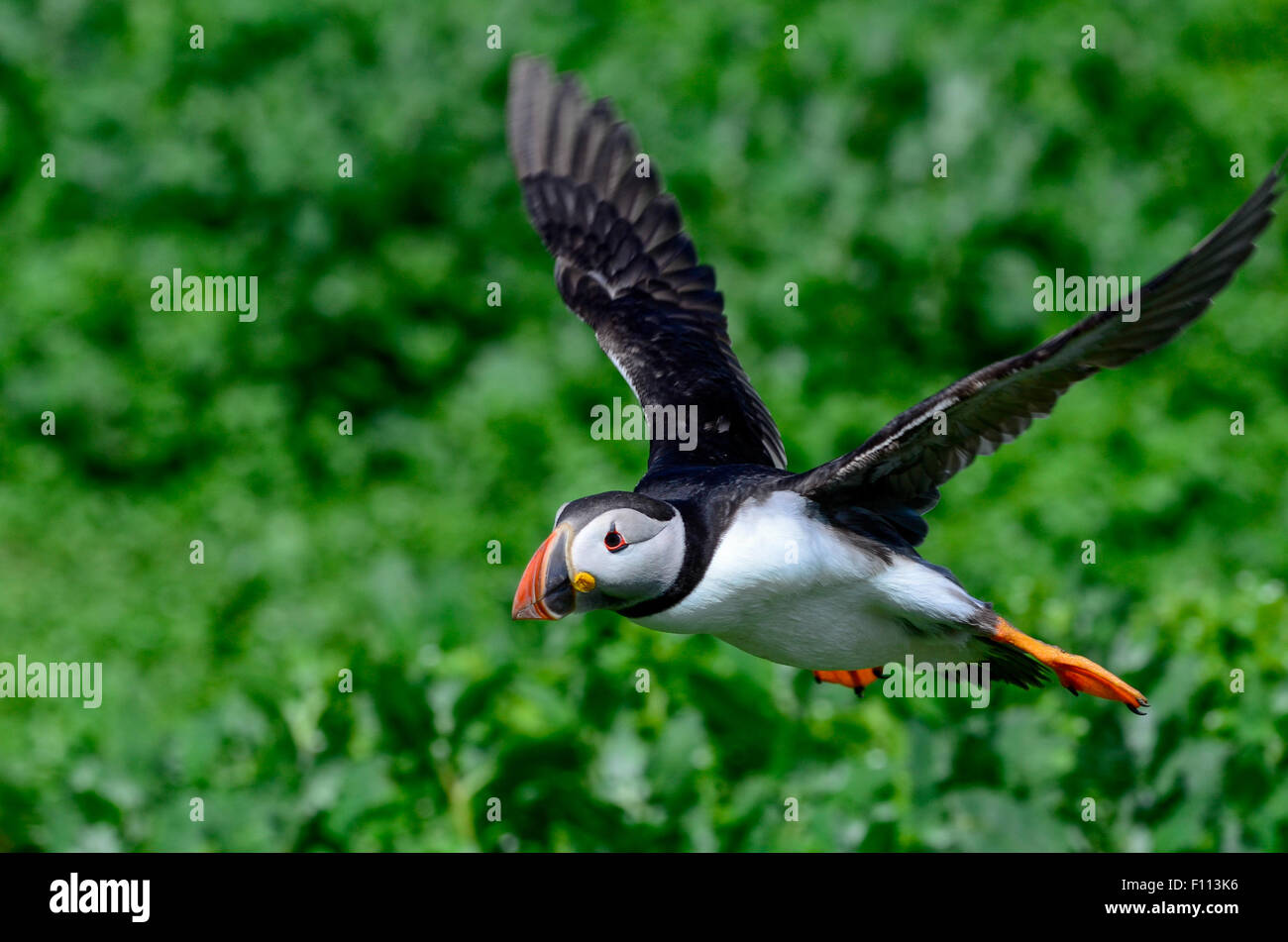 puffin,puffins nature, wildlife, puffin, bird, atlantic, beak, sea ...
