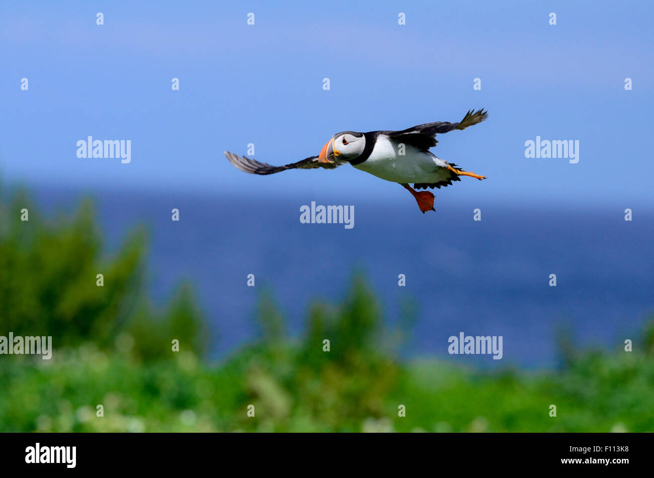 puffin,puffins nature, wildlife, puffin, bird, atlantic, beak, sea ...