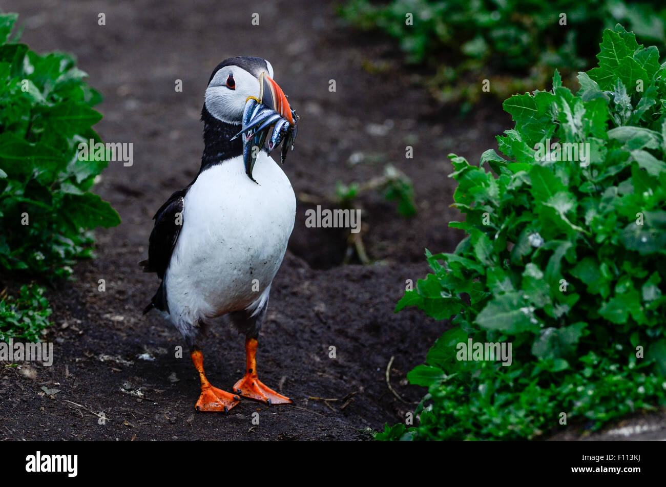 puffin,puffins nature, wildlife, puffin, bird, atlantic, beak, sea ...